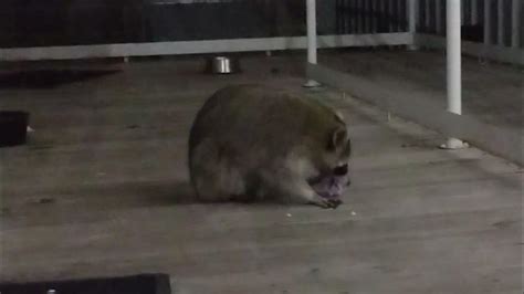Big Boi Playing With His Toy Youtube