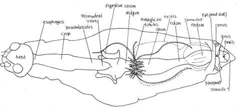 Grasshopper Testis Dissection