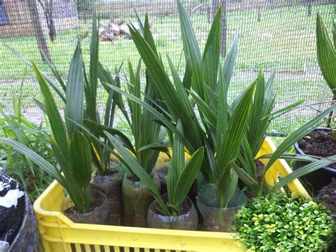 Como Plantar Tâmara Embrapa Retoedu