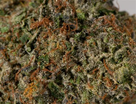 Buy Moonwalker Kush Strain For Sale In Canada The Chrono