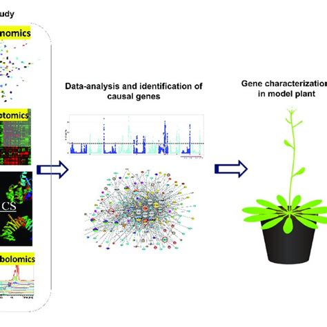 Pdf Understanding Omics Driven Plant Improvement And De Novo Crop