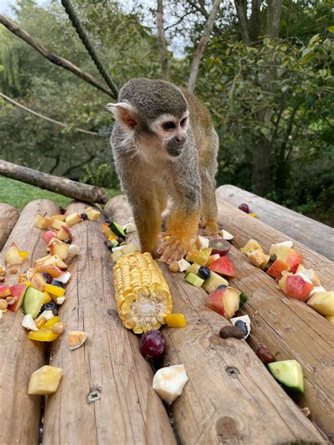 Squirrel Monkey • Amazona Zoo