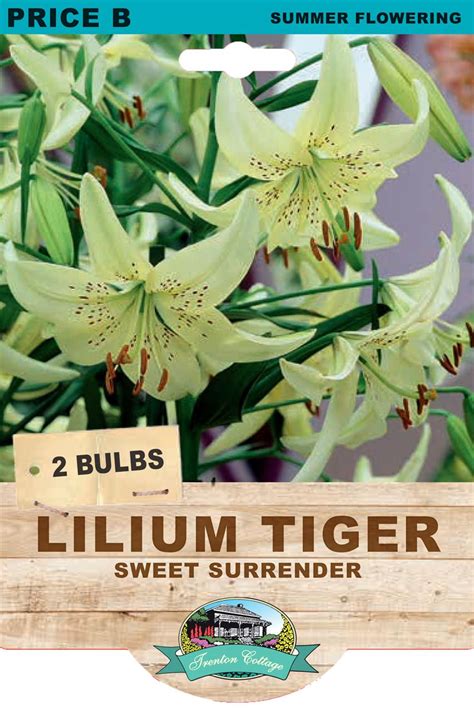Trenton Cottage Lilium Tiger Sweet Surrender
