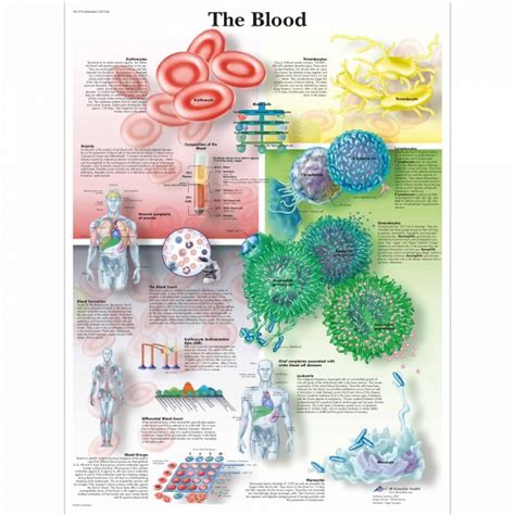 Deep Vein Thrombosis Chart Sem Trainers