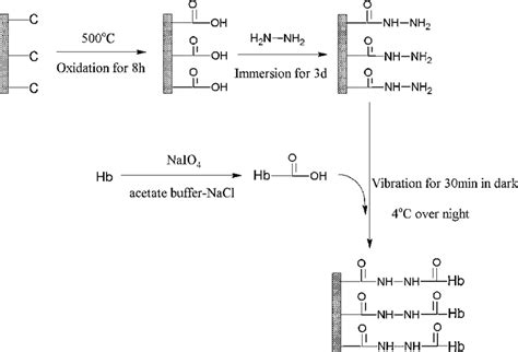 Scheme 1 Immobilization Of Hemoglobin On The Oxidized Graphite Felt By Download Scientific