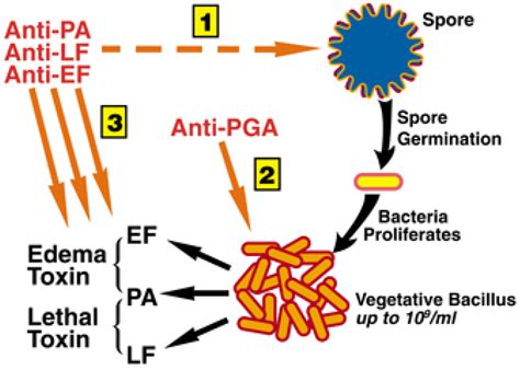 Toxins Special Issue Anthrax Toxin