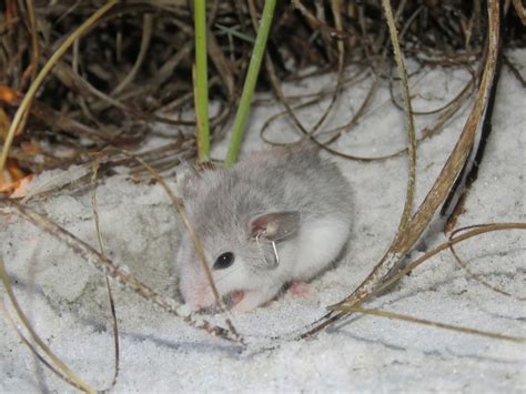 Beach Mouse Animal Simulator Wiki Fandom