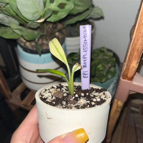 Philodendron Pluto Choco Empress Starter Plant All Plants Require