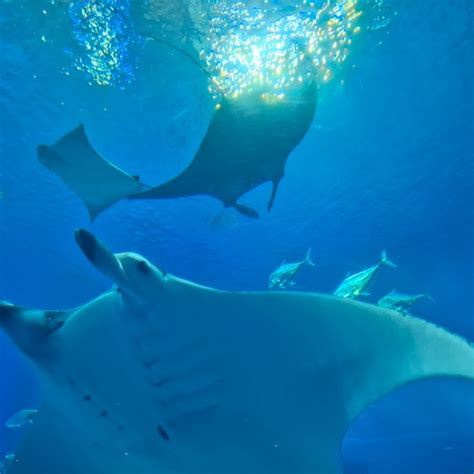 니달리 장인 Youtube