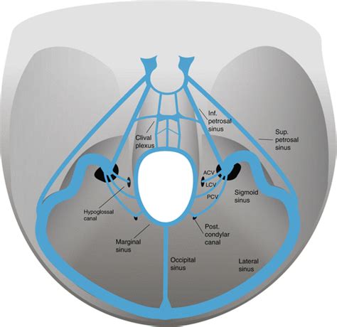 Cranial Venous Anatomy Springerlink