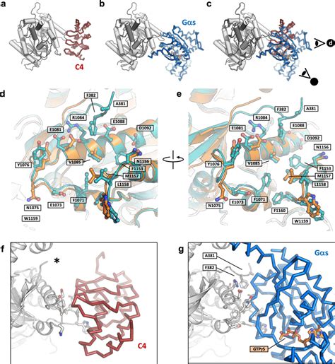 Darpin C4 Binding Site Within The Catalytic Domain Of Ac9 Ac Views Of