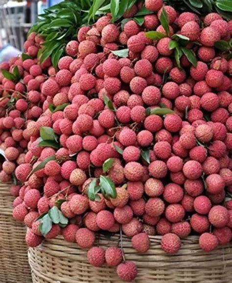 Lychee Tree Care Artofit