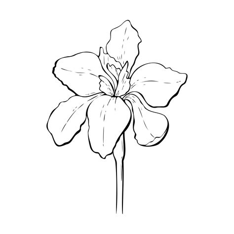 Iris Flower Contour Hand Drawn Outline Isolated 23428796 Vector Art