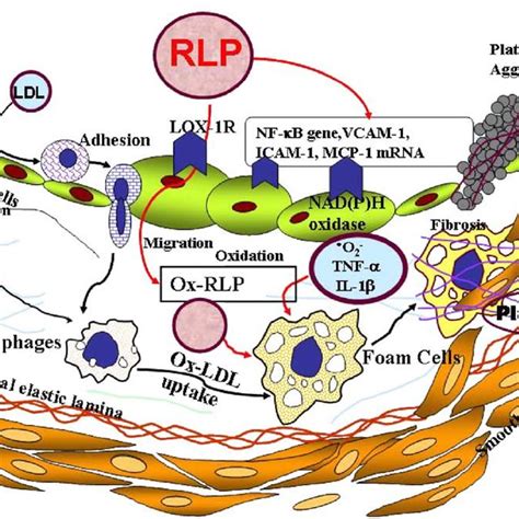 PDF The Oxidative Modification Hypothesis Of Atherosclerosis The Comparison Of Atherogenic