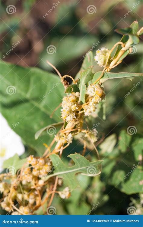 Dodder Genus Cuscuta Is Parasitic And Totally Dependent On Other Host Plants For Survival Stock
