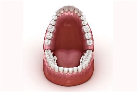 What In The World Are Tori Our Calgary Dentist Explains Advance