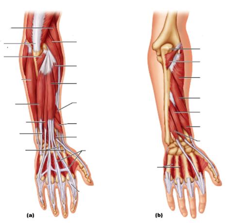 Bioh 185 Brachial Region Arm Muscles 2 Diagram Quizlet