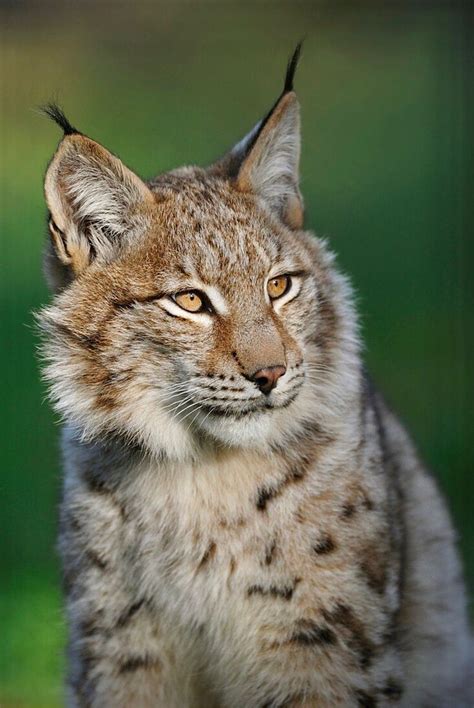 Cost Of A Lynx Cat At Muriel Simmons Blog
