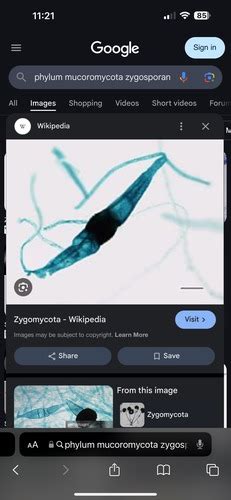 Fungi Lichens And Mycorrhizae Flashcards Quizlet