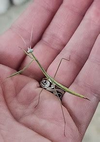 Brunner Mantis Fatal Mantis