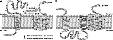 Proposed Membrane Topology Models Of Human Vkor A Three Tmd Topology