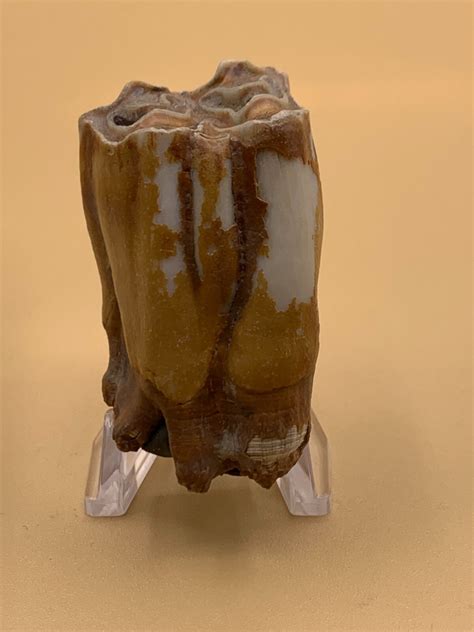 Prehistoric Bison Tooth