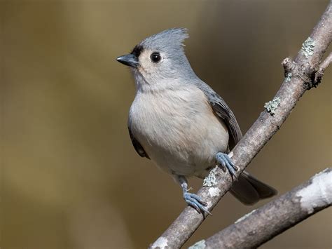 Tufted Titmouse Ebird
