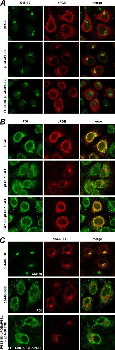 Subcellular Localization Of Fge1 88 Pfgepgel And 3468fge In Ht1080