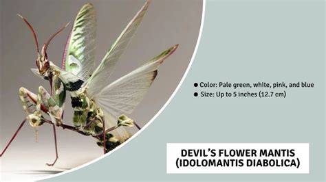 23 Common Types Of Mantis Identification With Pictures