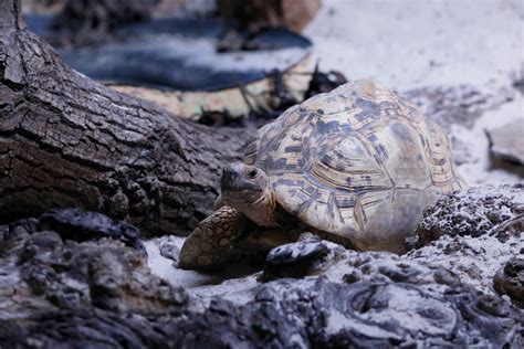 Leopard Tortoise