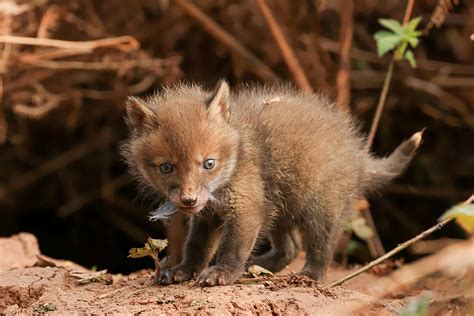 Fox Cub Red Fox Wildlife Trust For Beds Cambs And Northants