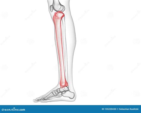 The Tibia Bone Stock Illustration Illustration Of Science 155220430