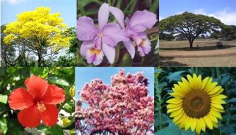 Flora Venezolana Flora Plants Venezuela