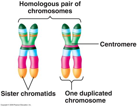 What Does It Mean When Your Chromosomes Are In Homologous Pairs Feqtumu