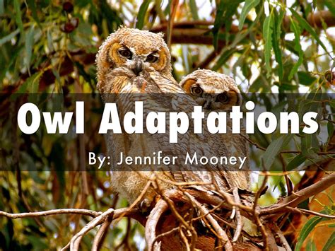 Owl Adaptations By Jmooney