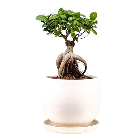 Bonsai Mini Ficus Ginseng Curvy Toprak Saksılı Bitkiler