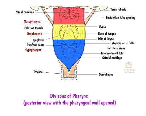 Physiology Of Pharynx