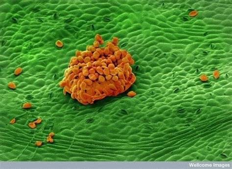 Rust Spots On Rose Leaves The Rust Pustule Penetrates Both Upper And