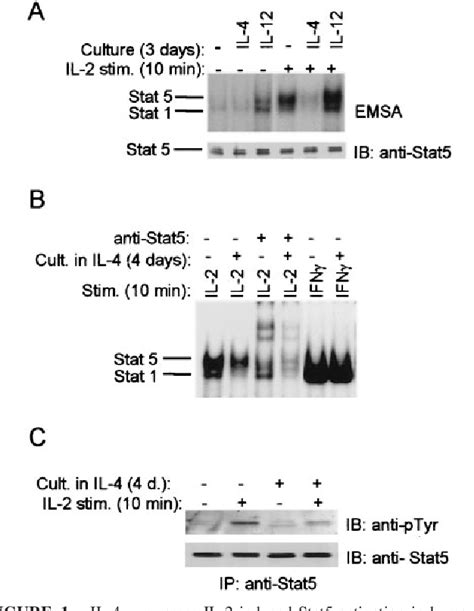 Figure 1 From Il 4 Selectively Inhibits Il 2 Triggered Stat5 Activation