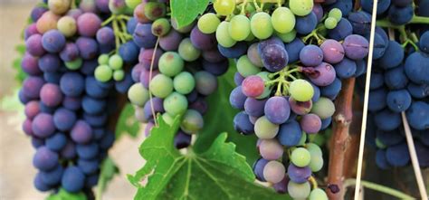 Uvas De México Cepas Nativas Y Adaptadas 2025