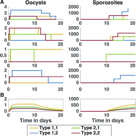 Comparison Of Stochastic And Deterministic Dynamics Of Oocysts And Download Scientific Diagram