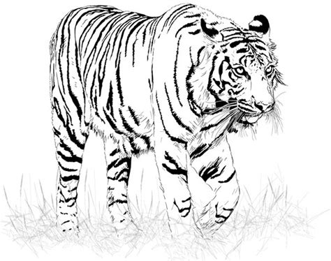 Black And White Tiger Drawing At Getdrawings Free Download