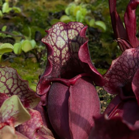 Rare 5 Sarracenia Purpurea Seeds Purple Pitcher Plant Seeds Carnivorous Plant Seeds Exotic