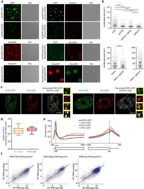 Phf3 Drives Liquid Liquid Phase Separation Of Phosphorylated Pol Ii
