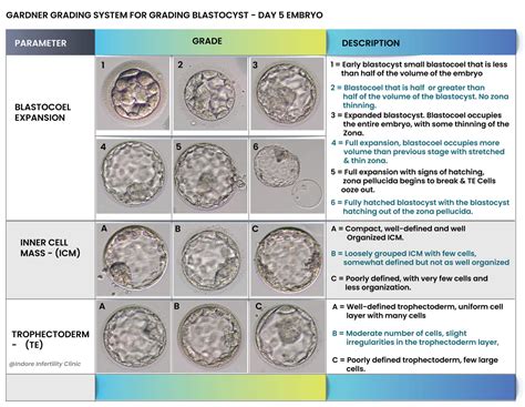 A Patients Guide To Embryo Grading How Good Are My Embryos