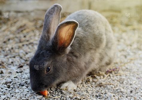 围场里可爱的小灰兔。