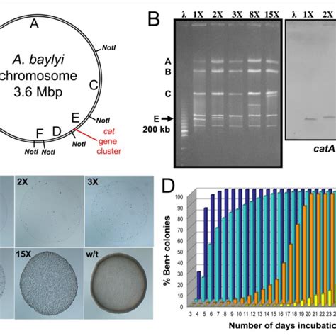 Replica Plating Assays To Detect Unselected Progenitor Cells Of Ben
