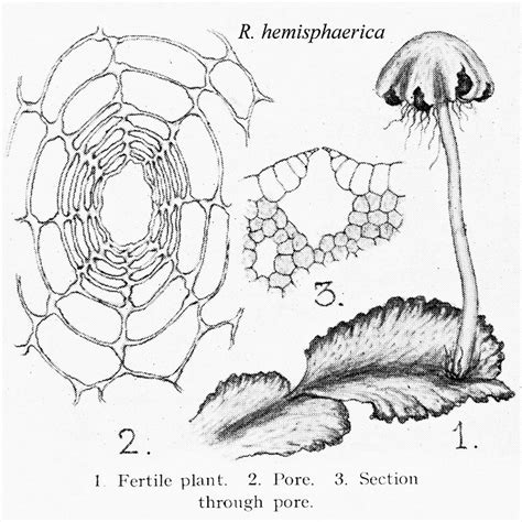 Liverworts Of Britain And Ireland Reboulia Raddi