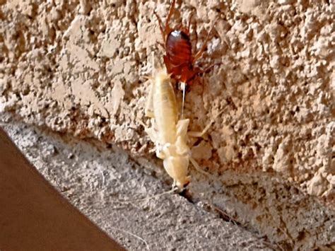 White Cockroach Rbiology