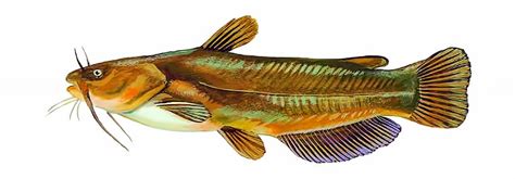 Yellow Bullhead